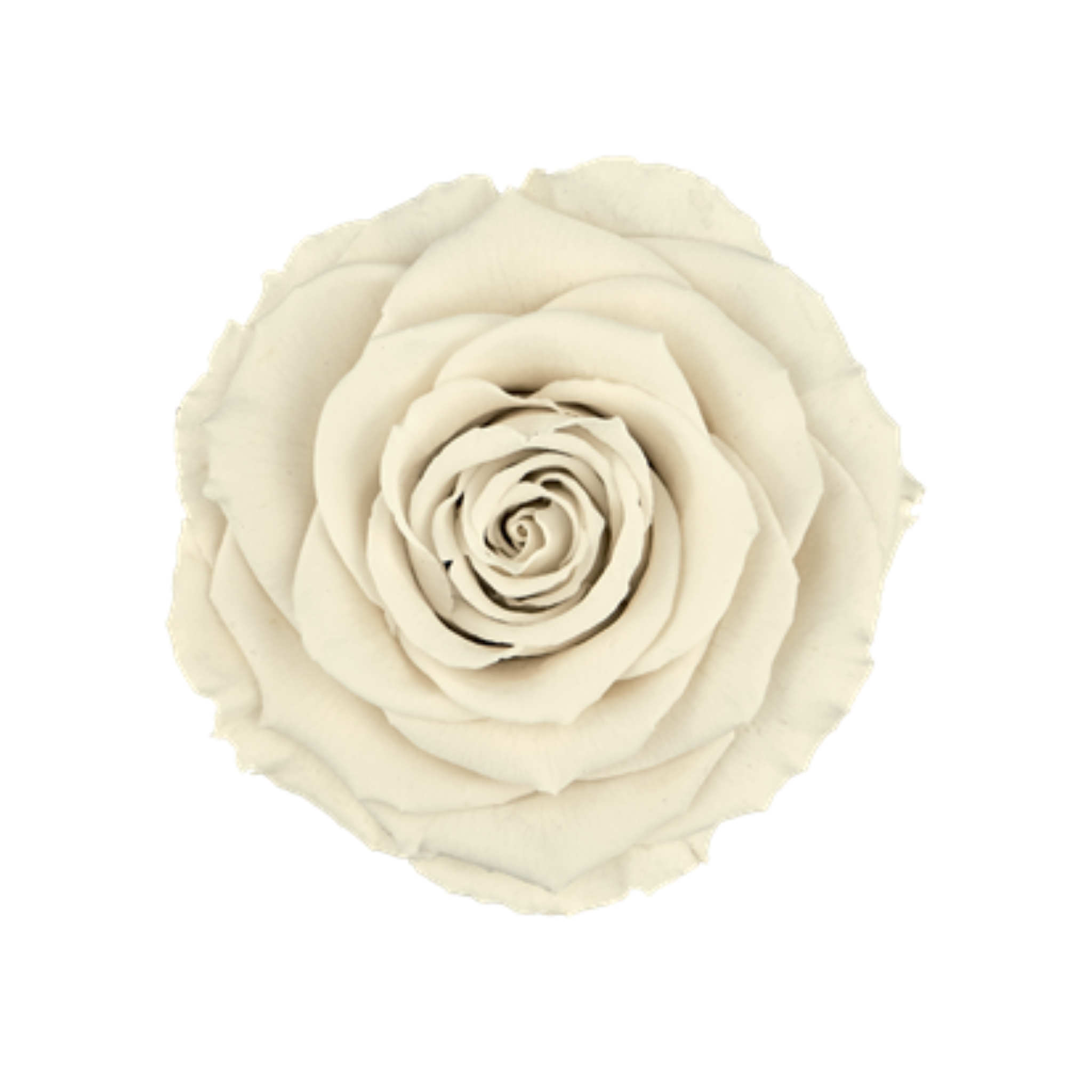 Preserved Roses — Plenty Flowers