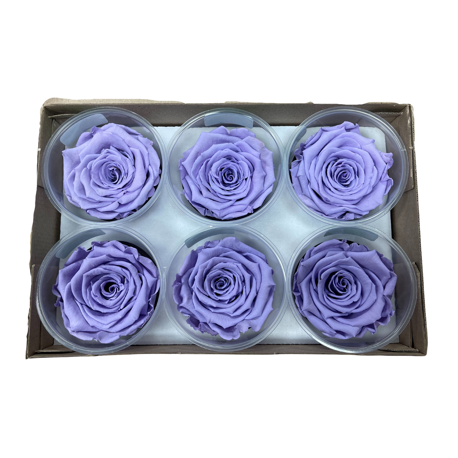 Preserved Roses — Plenty Flowers