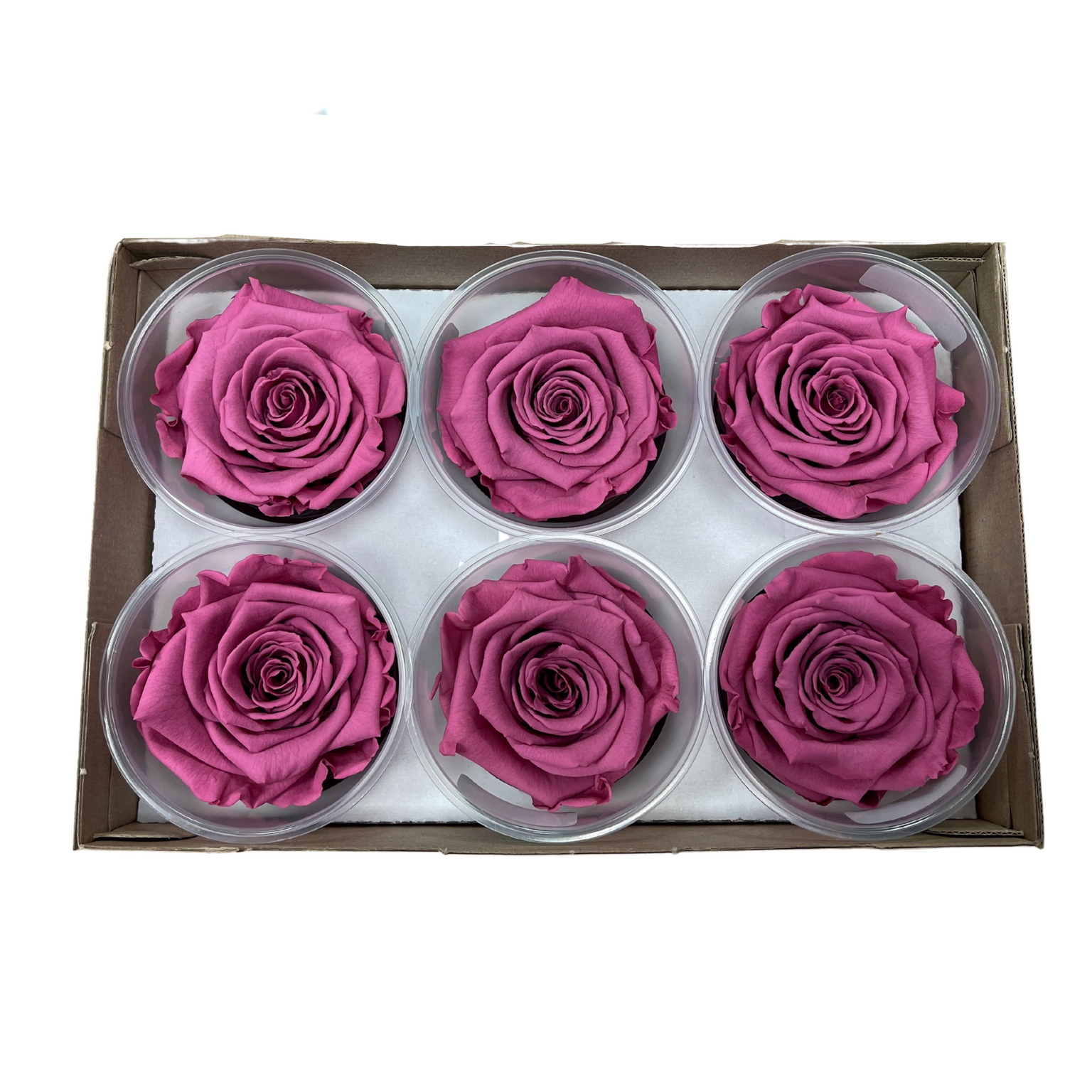 Preserved Roses — Plenty Flowers