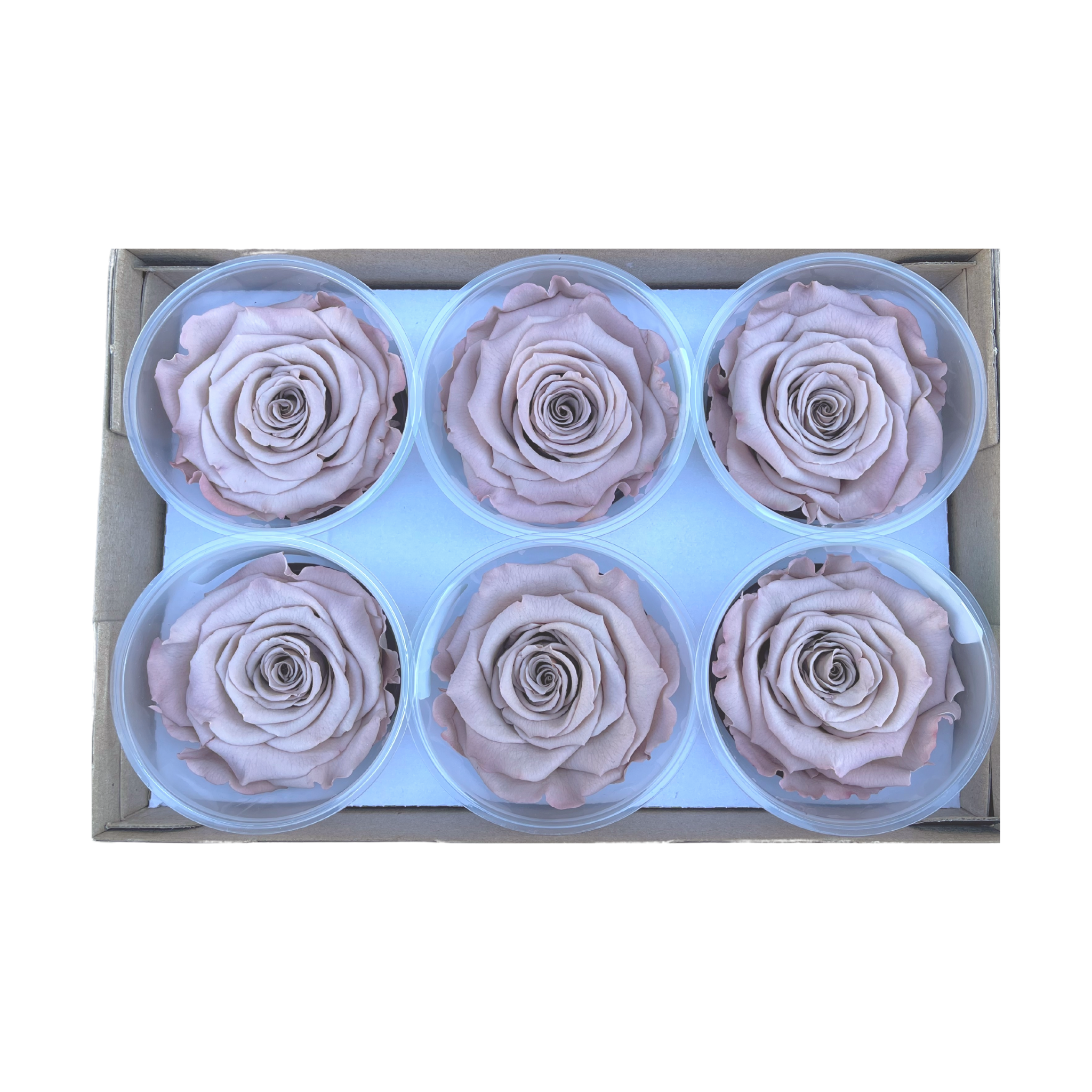 Preserved Roses — Plenty Flowers