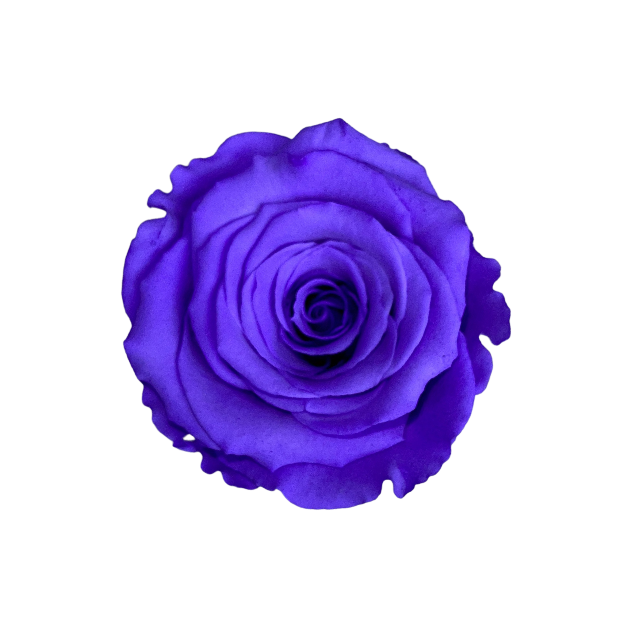 Preserved Roses — Plenty Flowers