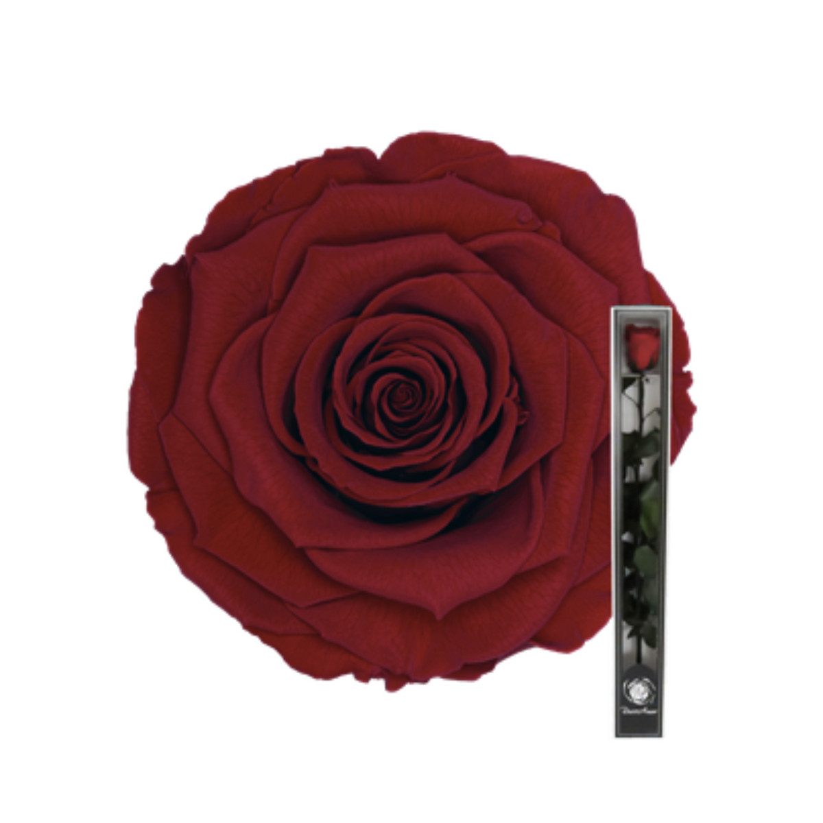 Wholesale Preserved Roses — Plenty Flowers