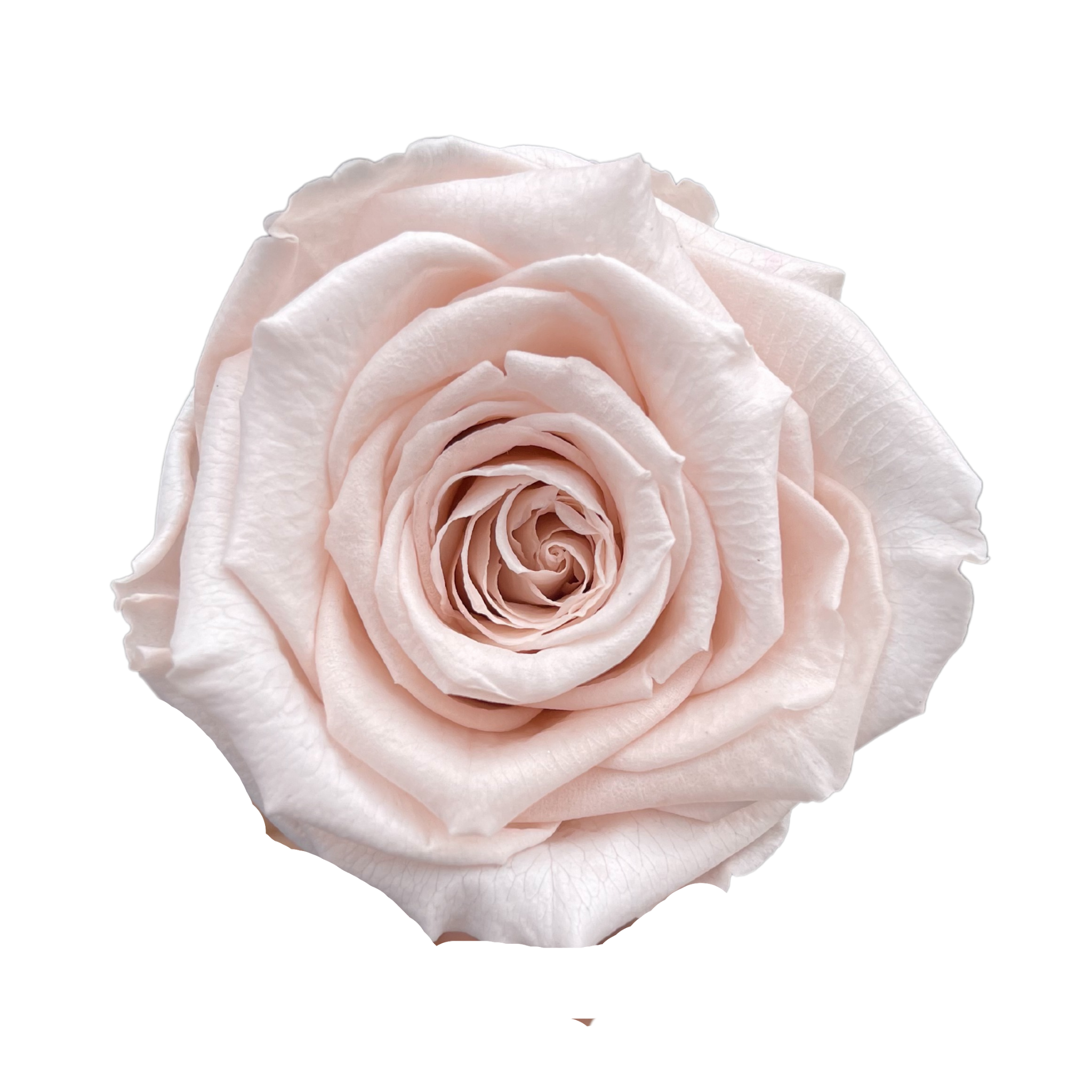 Preserved Roses — Plenty Flowers