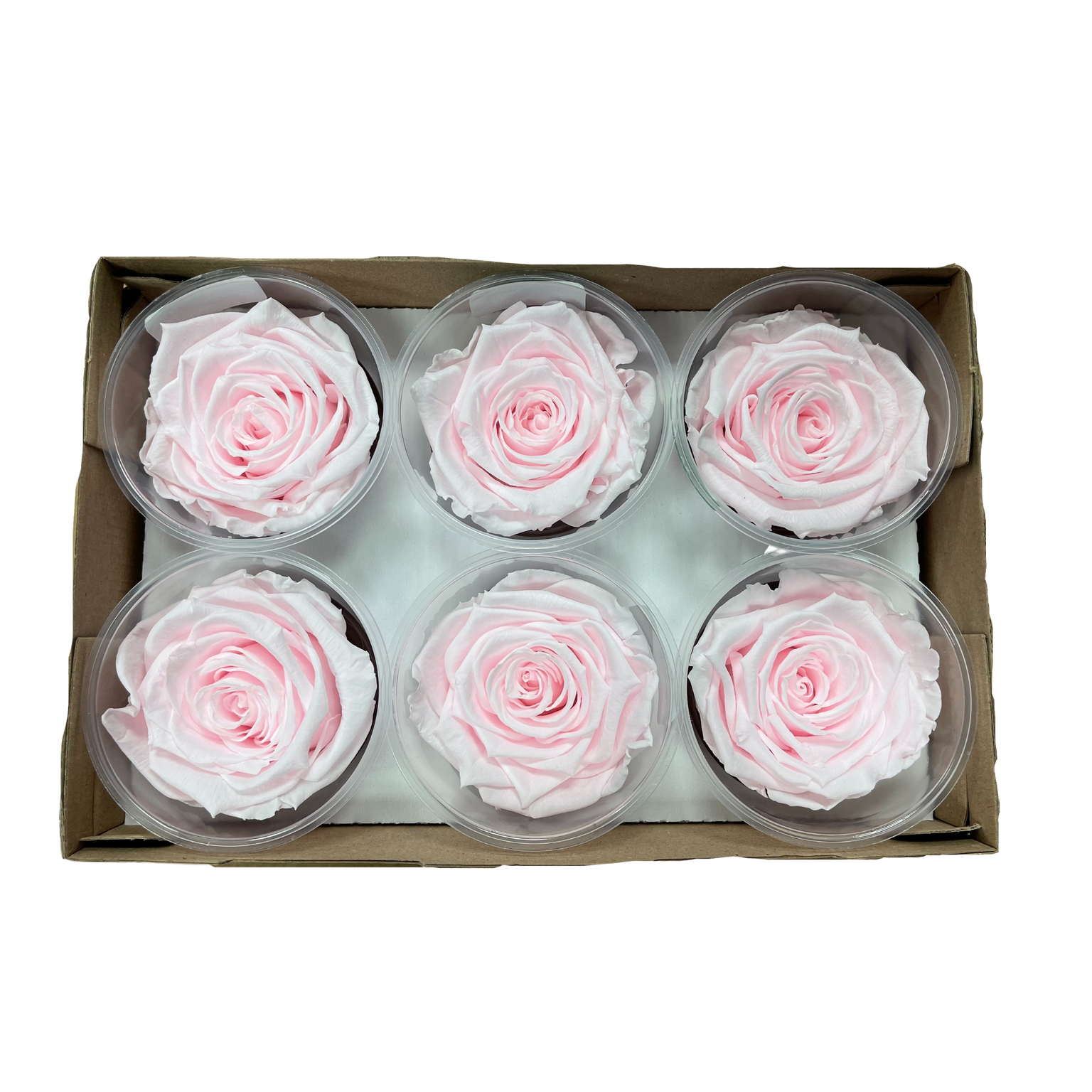 Preserved Roses — Plenty Flowers