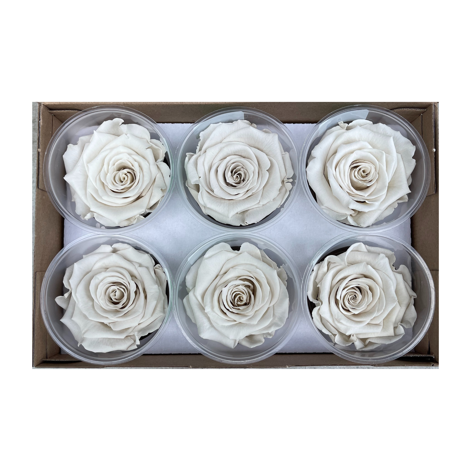 Preserved Roses — Plenty Flowers