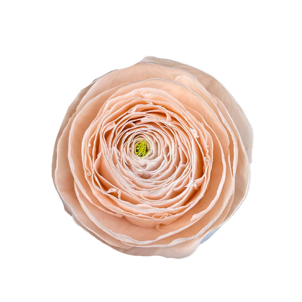 Peach Ranunculus