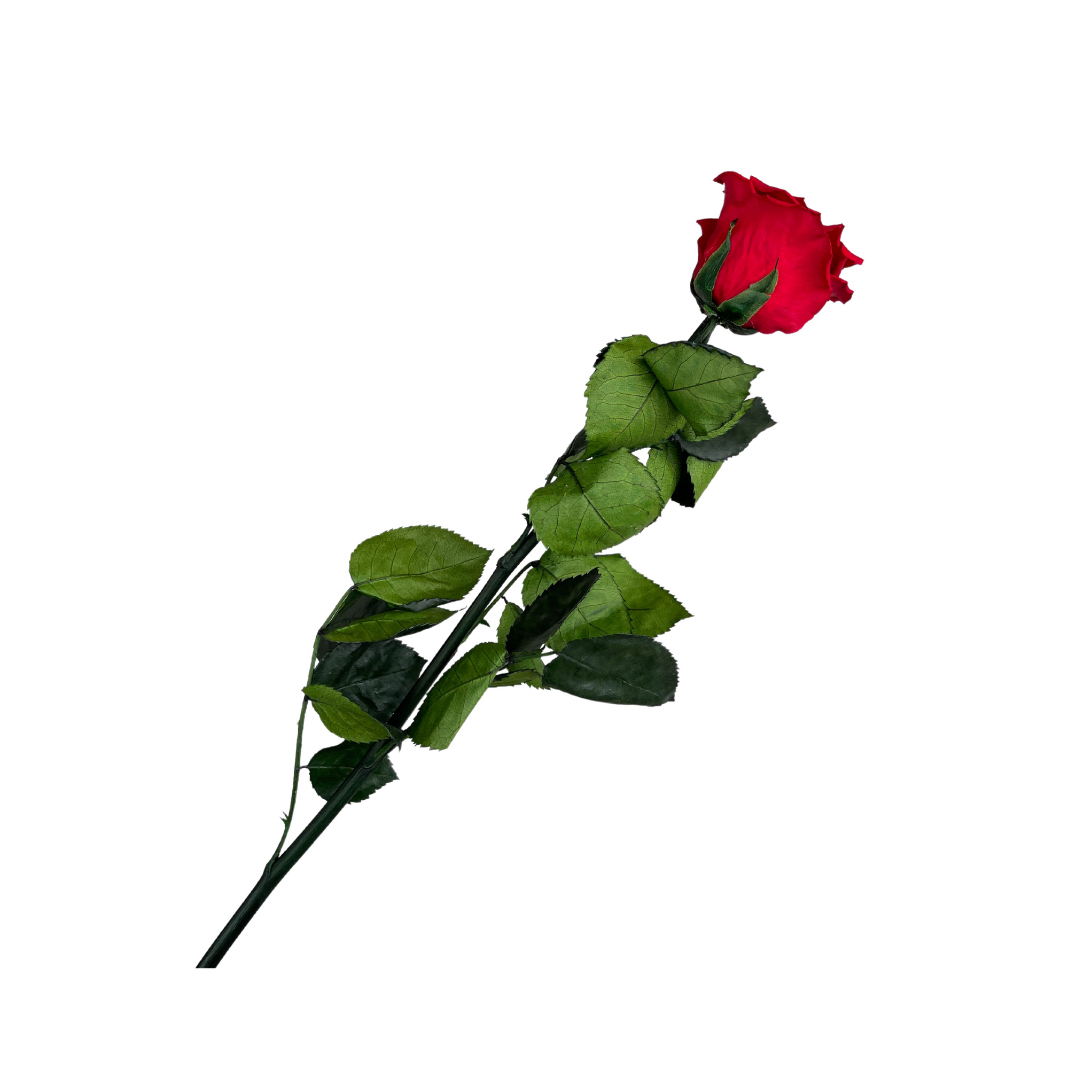 Wholesale Preserved Roses — Plenty Flowers