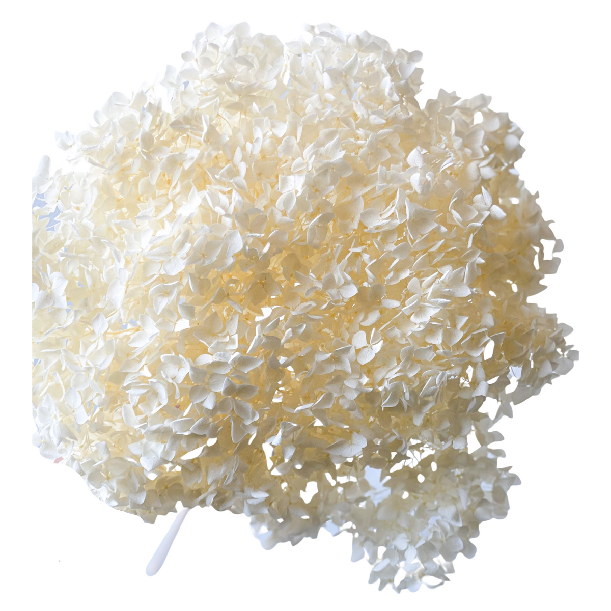 Dried Preserved Hydrangeas — Plenty Flowers
