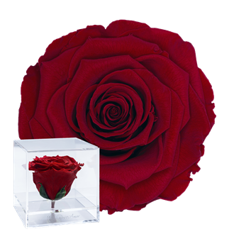 Wholesale Preserved Roses — Plenty Flowers