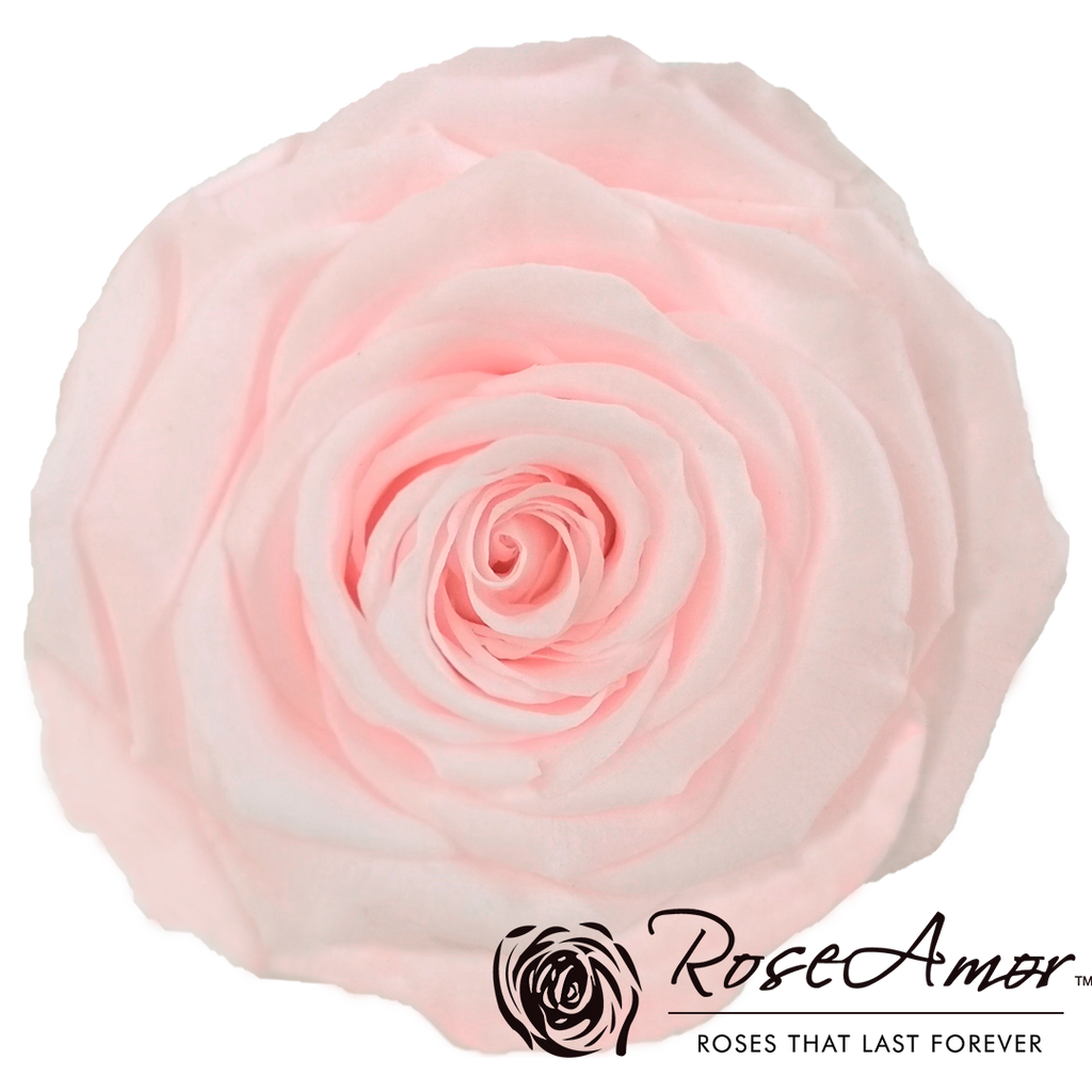 Preserved Roses — Plenty Flowers