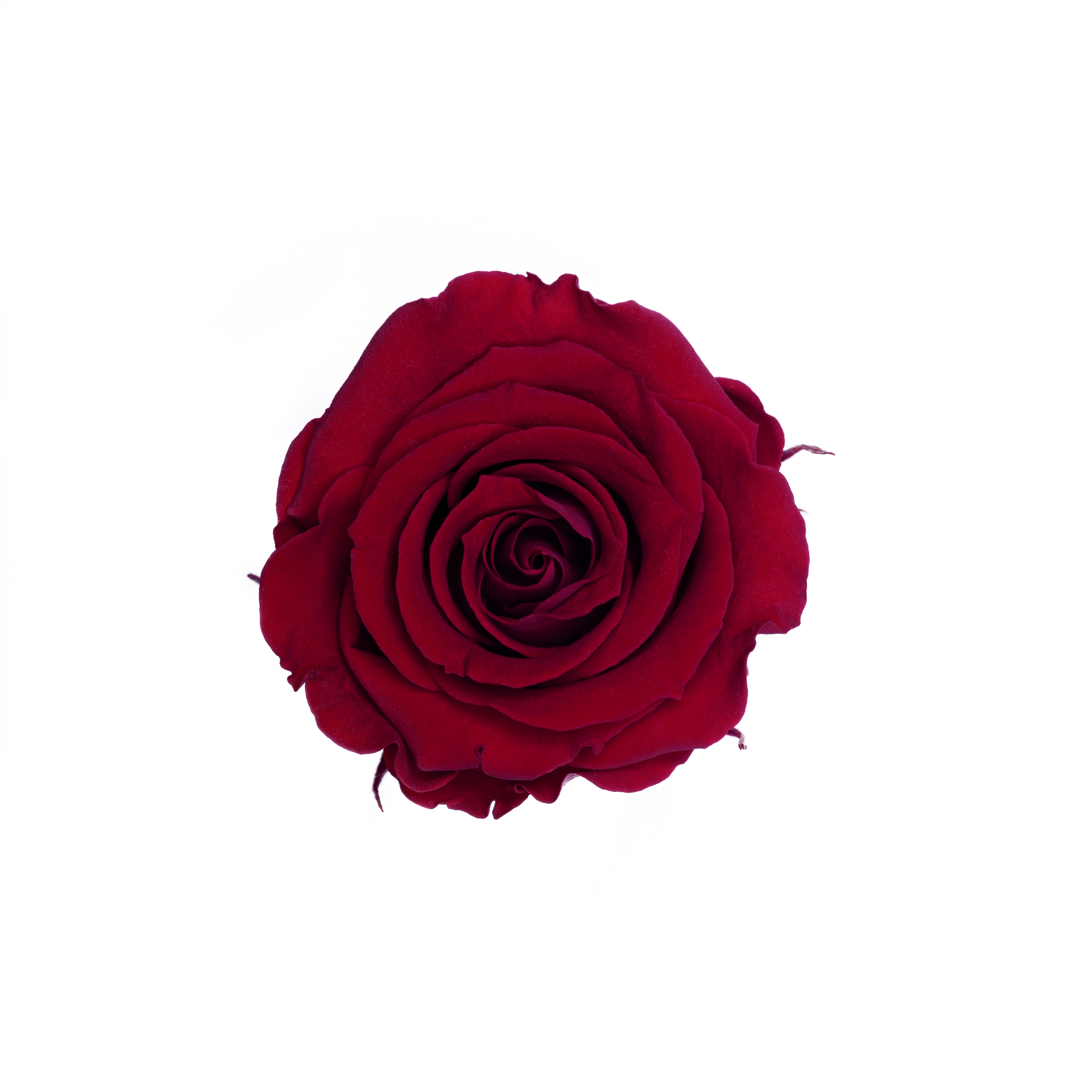 Wholesale Preserved Roses — Plenty Flowers