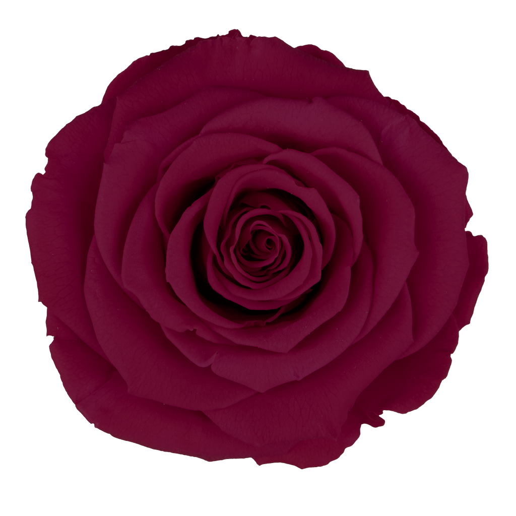 Preserved Roses — Plenty Flowers