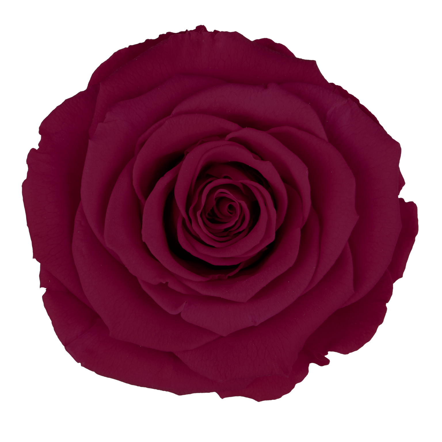 Preserved Roses — Plenty Flowers