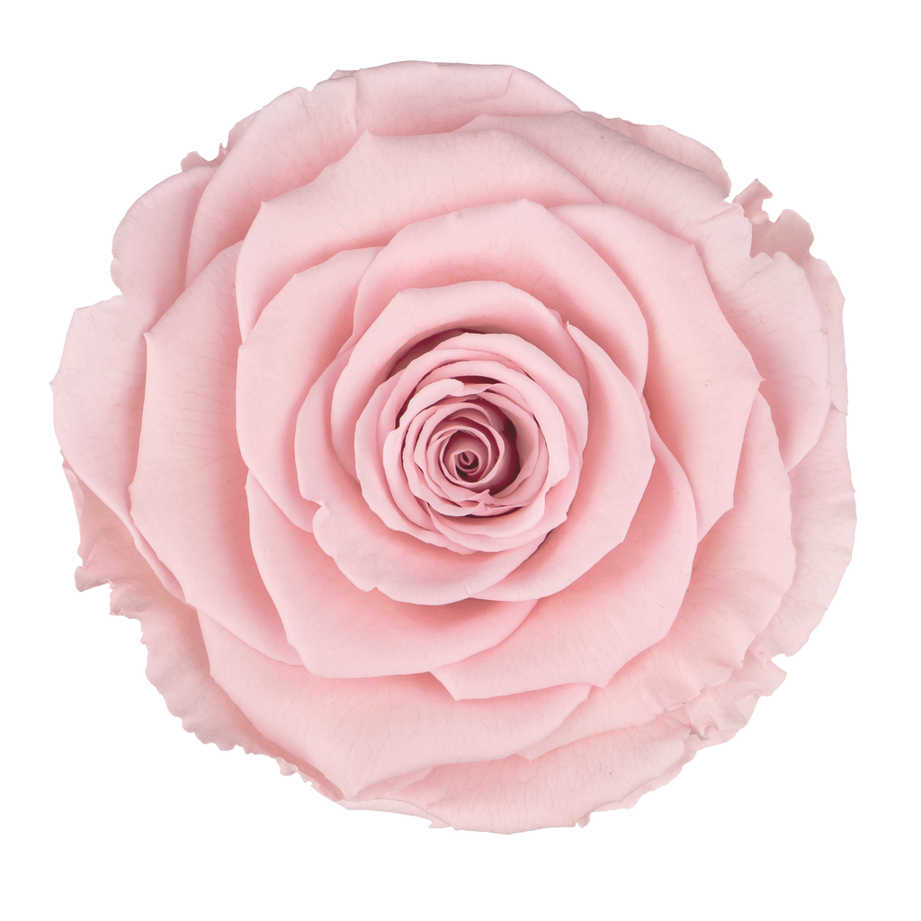 Preserved Roses — Plenty Flowers