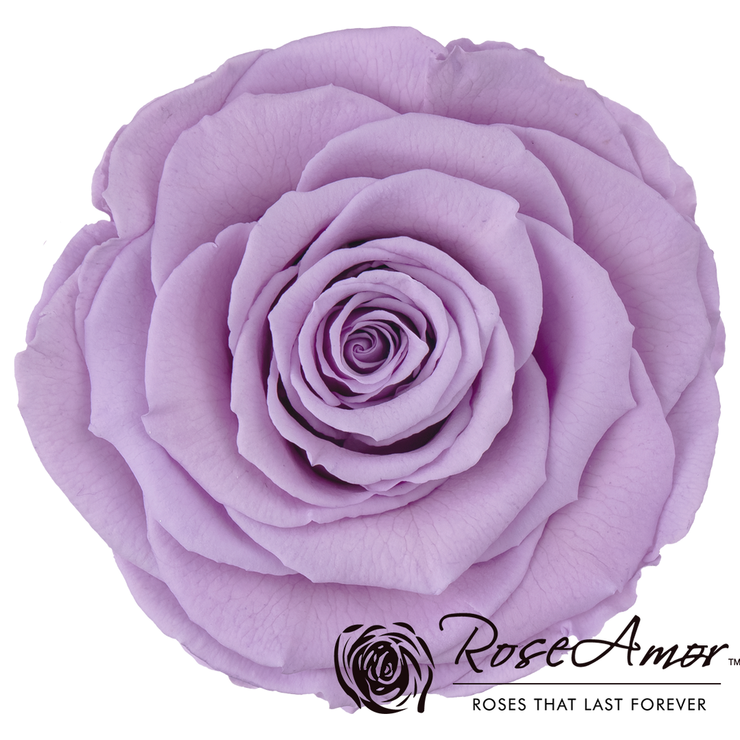 Wholesale Preserved Roses — Plenty Flowers